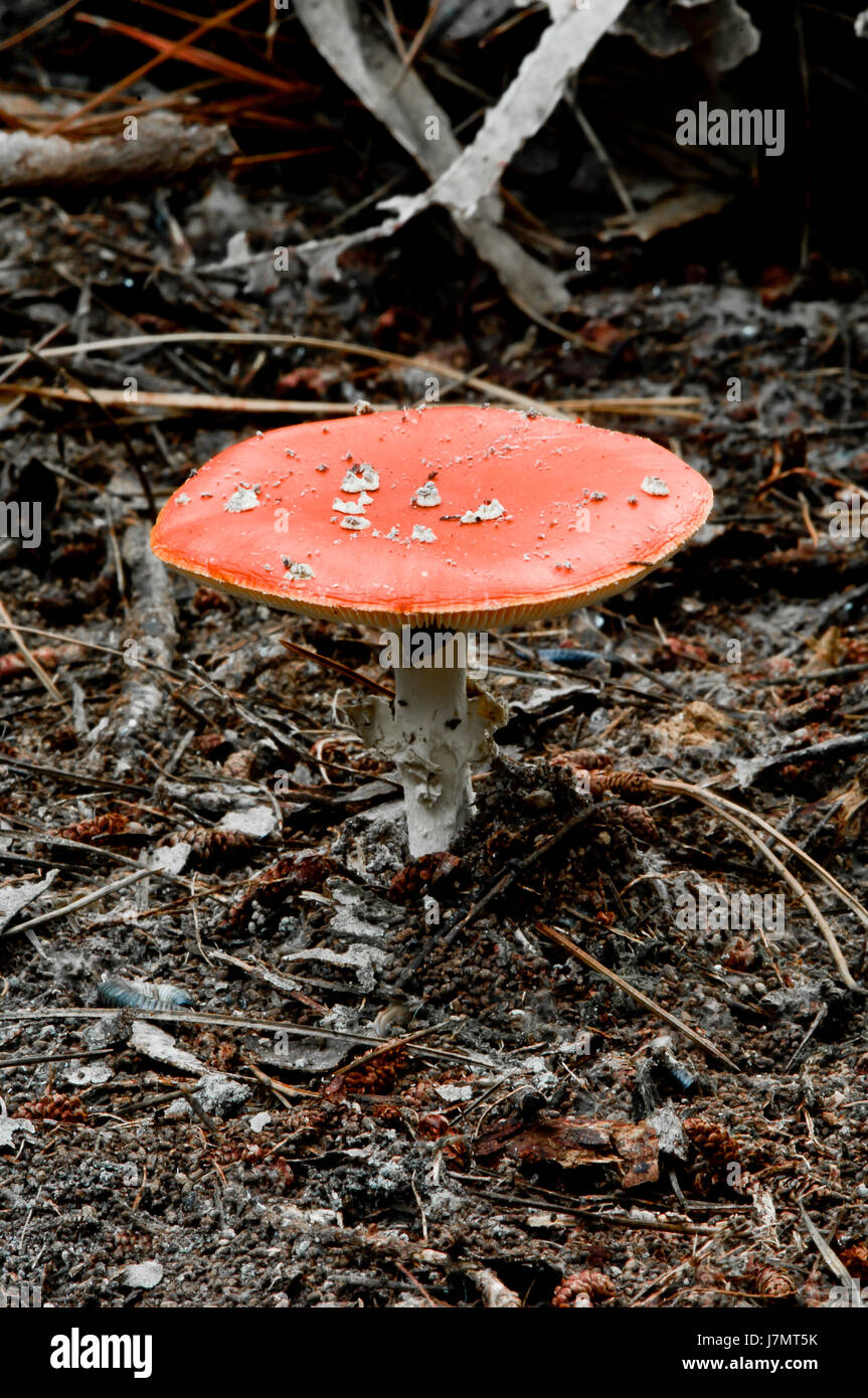 wild mushroom fungus toadstool grow organic nature plant danger food ...