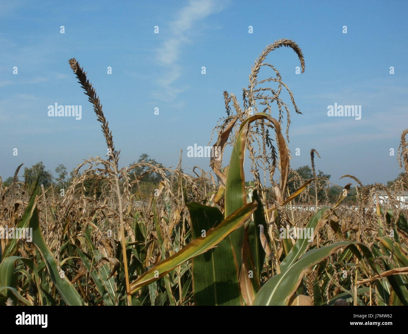 The image shows the cornfield ('Maisfeld') in Ketsch, Germany, on ...