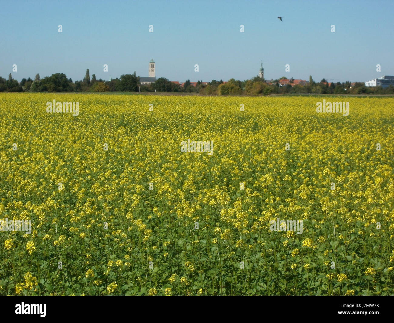Rapsfeld Reilingen refers to a field of rapeseed crops in Reilingen ...