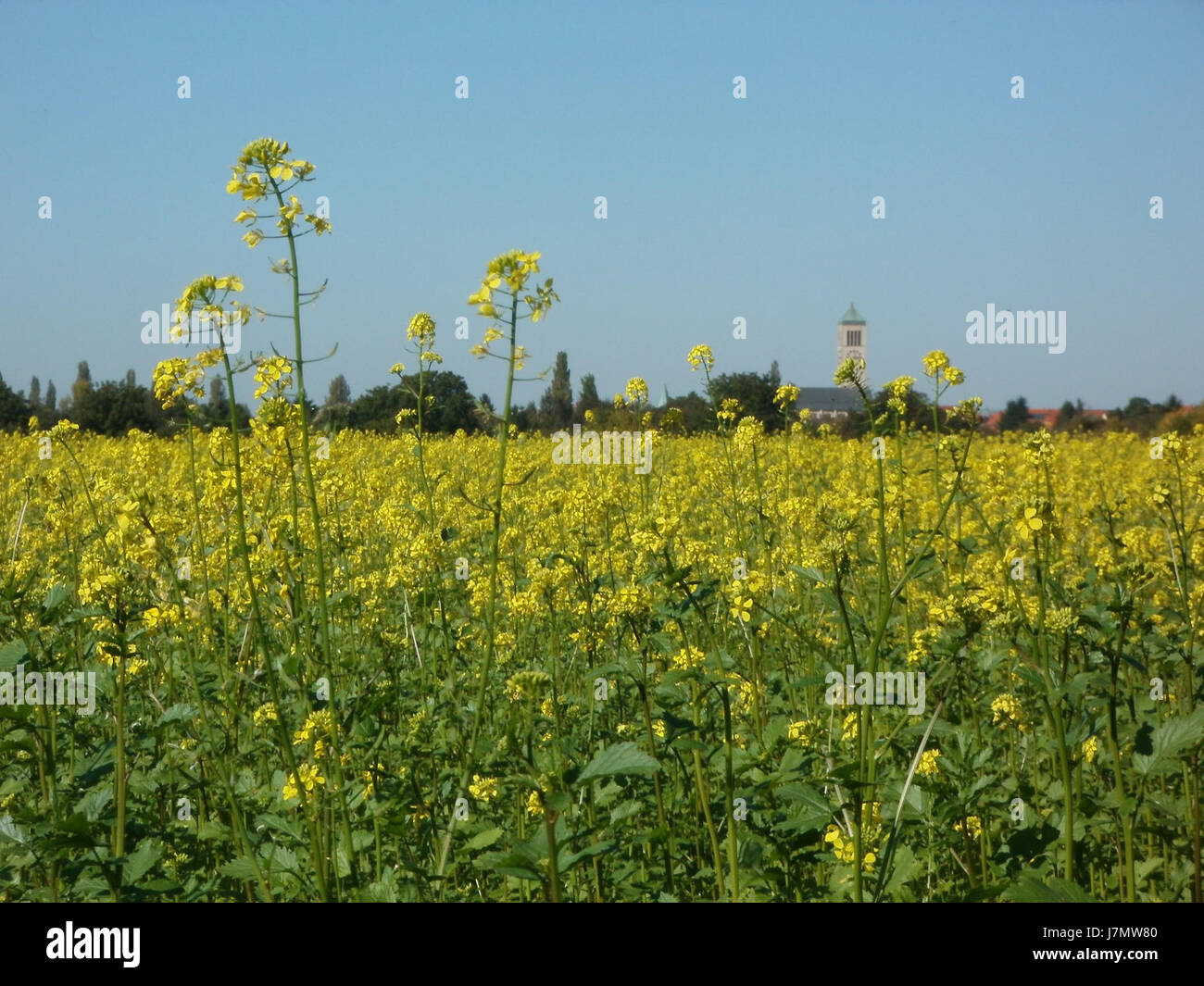 This image depicts the Rapsfeld (rapeseed field) in Reilingen, Germany ...