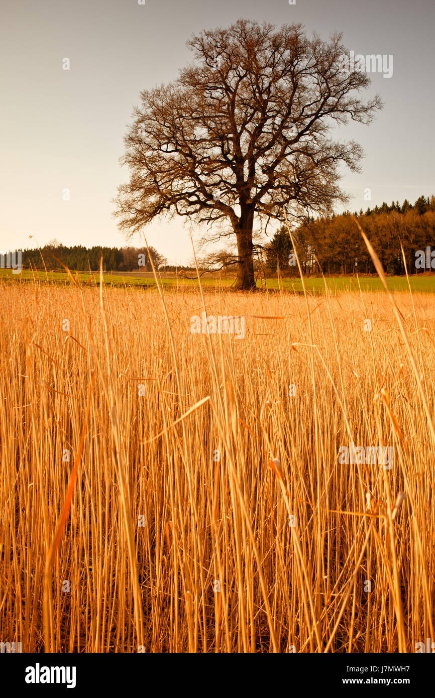 big large enormous extreme powerful imposing immense relevant tree ...