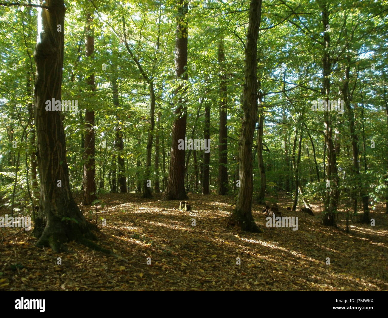 This image shows the Wagbachkastell, a Roman military fort located in ...