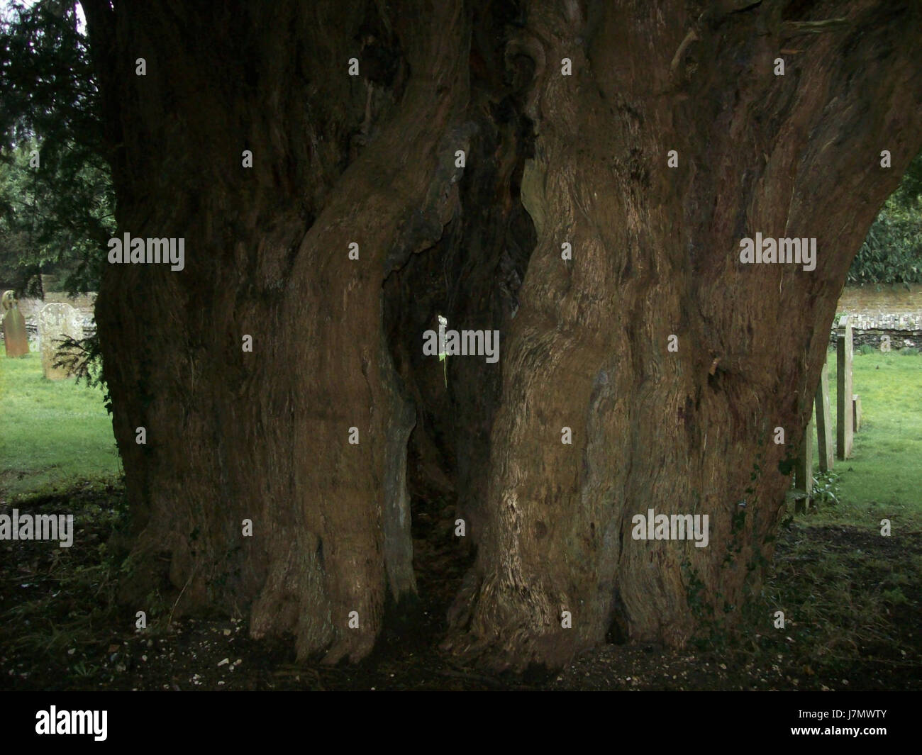 The 1,300-year-old yew tree in St. Nicholas Church, Ringwould, is one ...