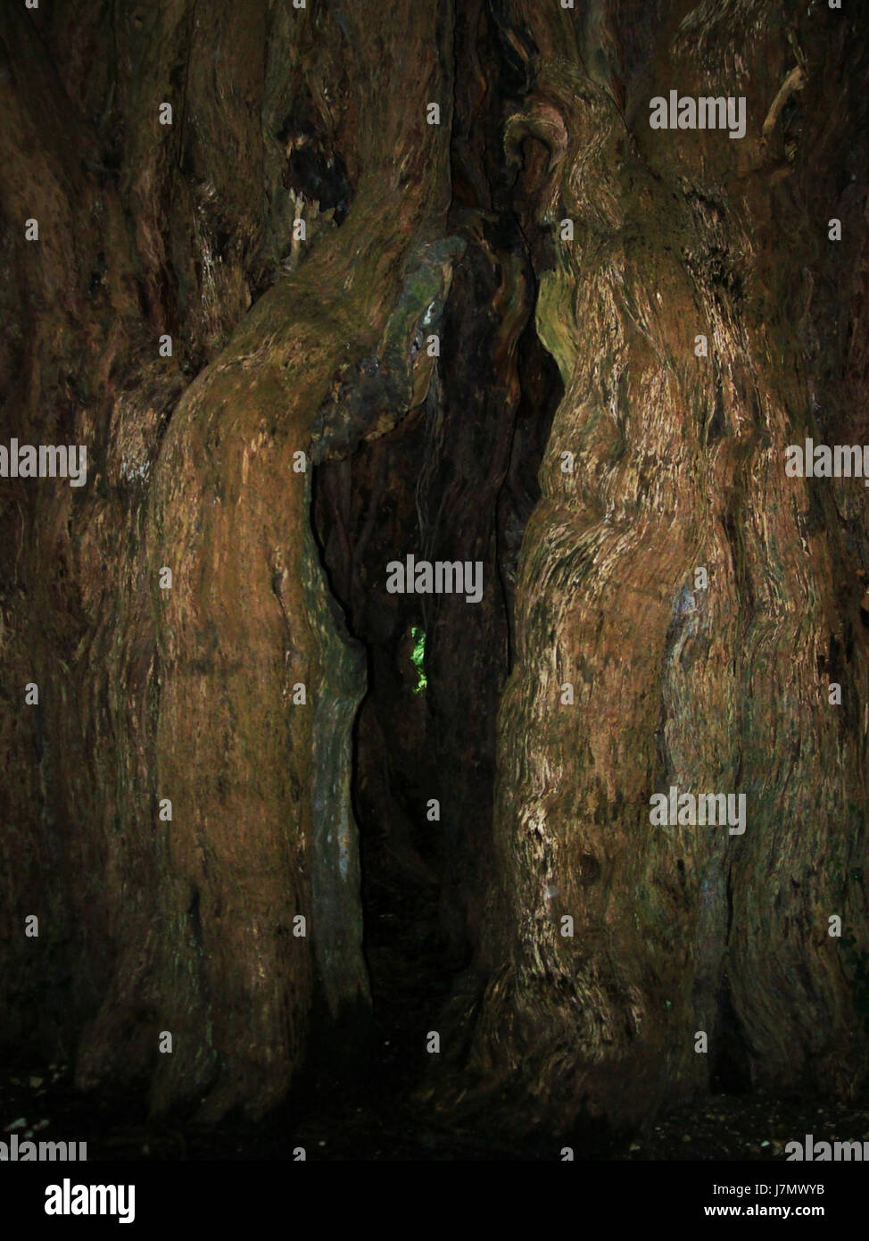 1,300 year old yew tree, St Nicholas, Ringwould (detail Stock Photo - Alamy