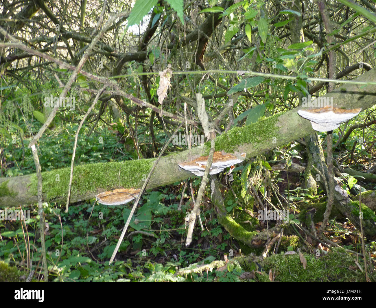 2011 Hrabanovska Cernava 01 Stock Photo - Alamy