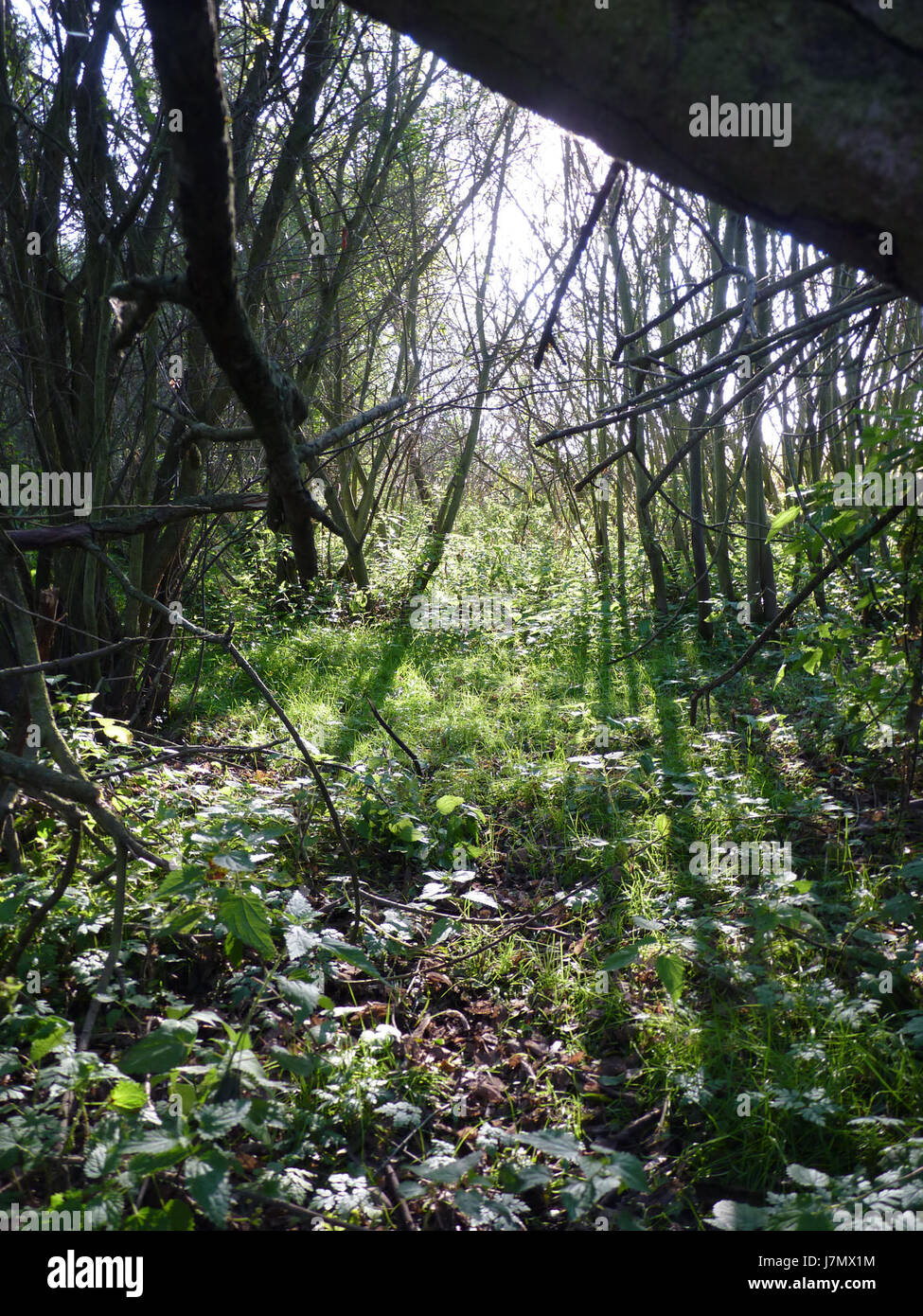 The 2011 Hrabanovska Cernava image captures a significant event or ...