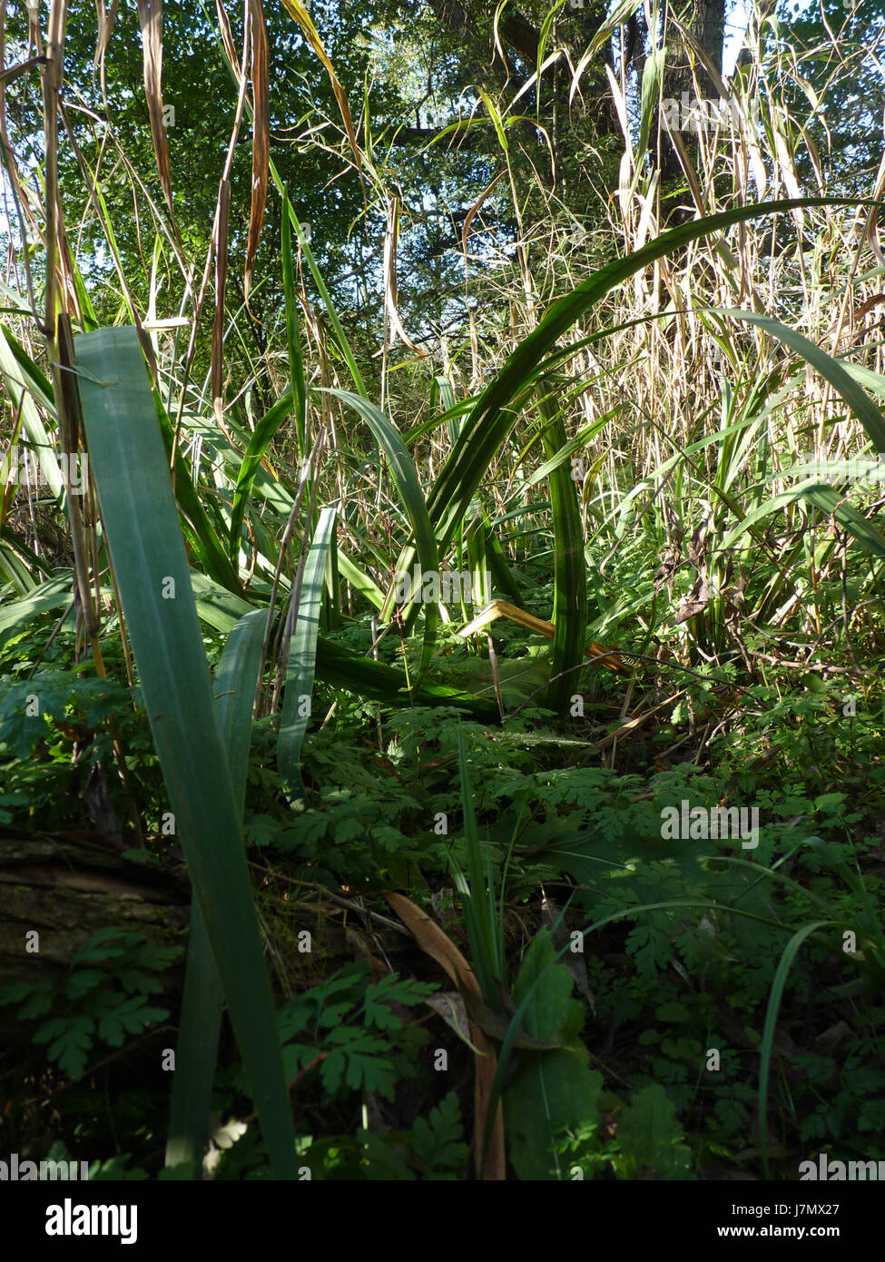'Du Niger au golfe de GuinÃ©e, par le pays de Kong et le Mossi' (From ...