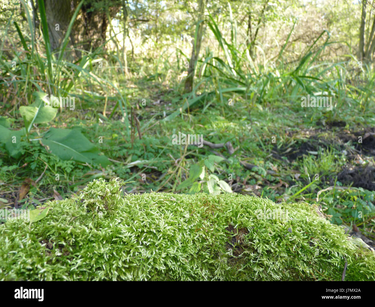 2011 Hrabanovska Cernava 16 Stock Photo - Alamy