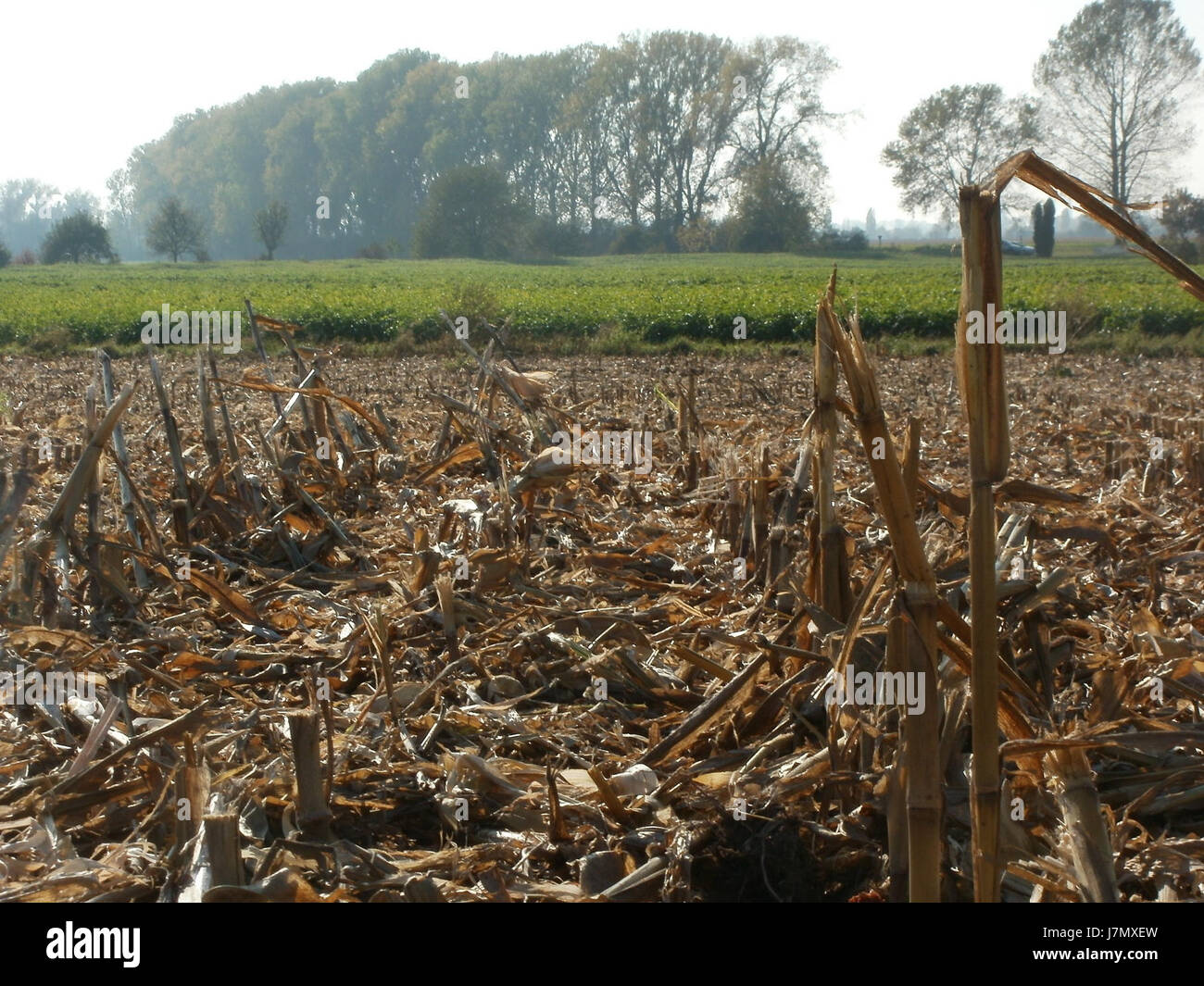 The image is from Hockenheim, Germany, showing a field with maize ...