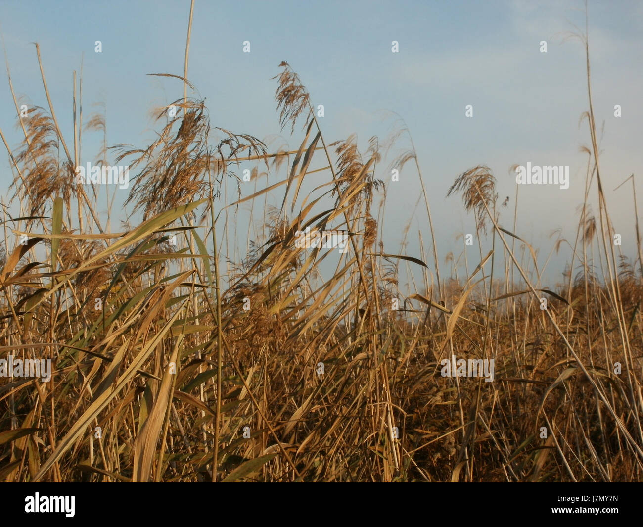 This refers to a specific event or document, possibly related to Karl ...