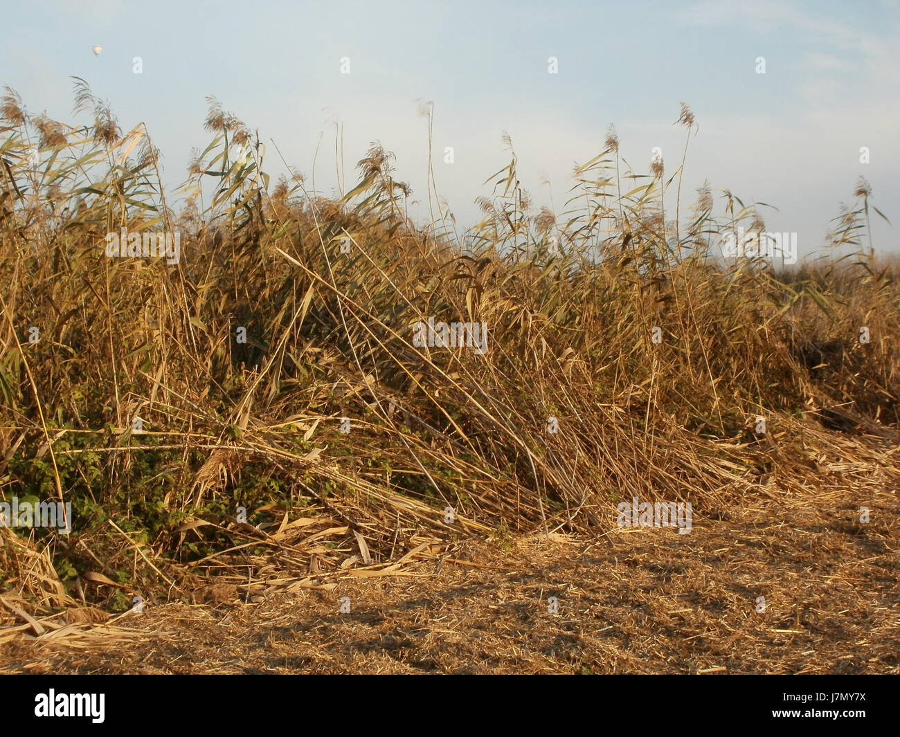 Karl Ludwig See is a prominent figure noted for his work in the field ...