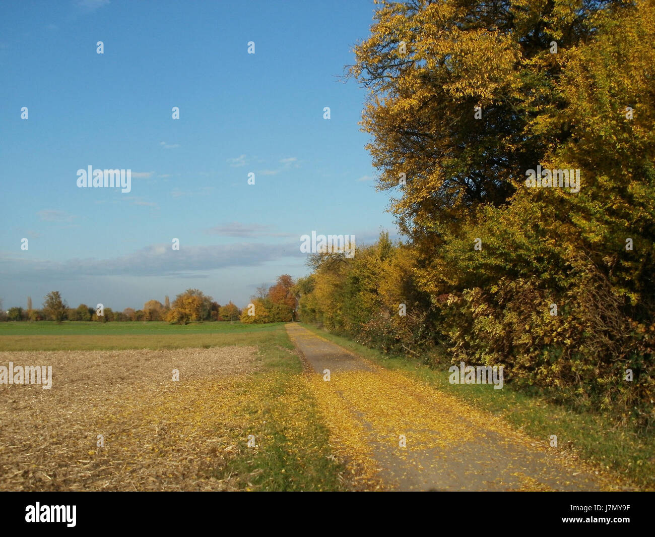 The Mirabellenhecke by Horststuecker is an artistic work from 2011 ...