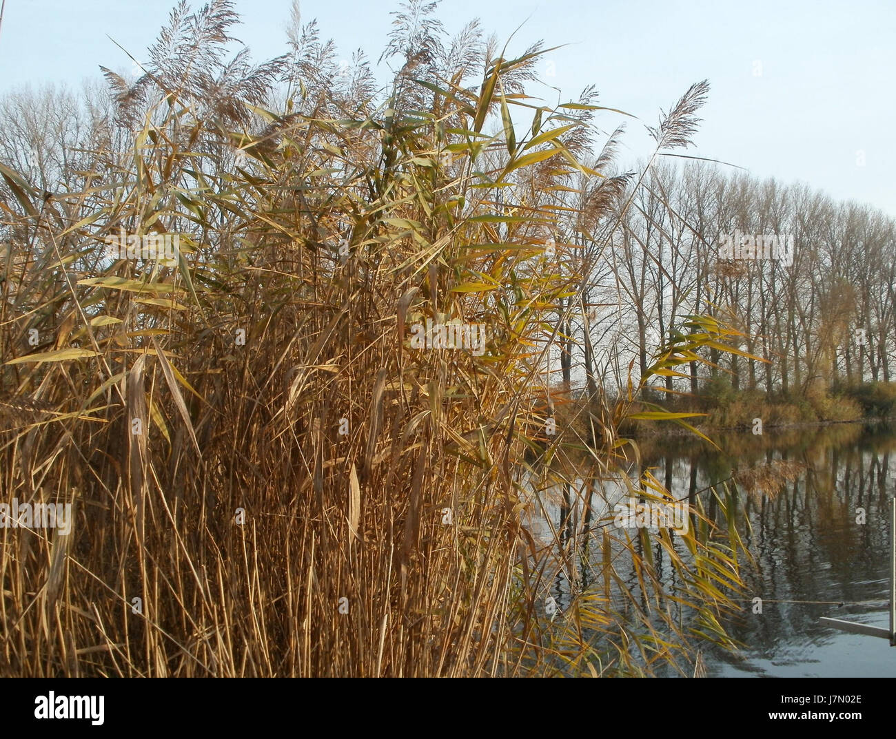 Reilinger See, a lake located in Germany, is known for its natural ...