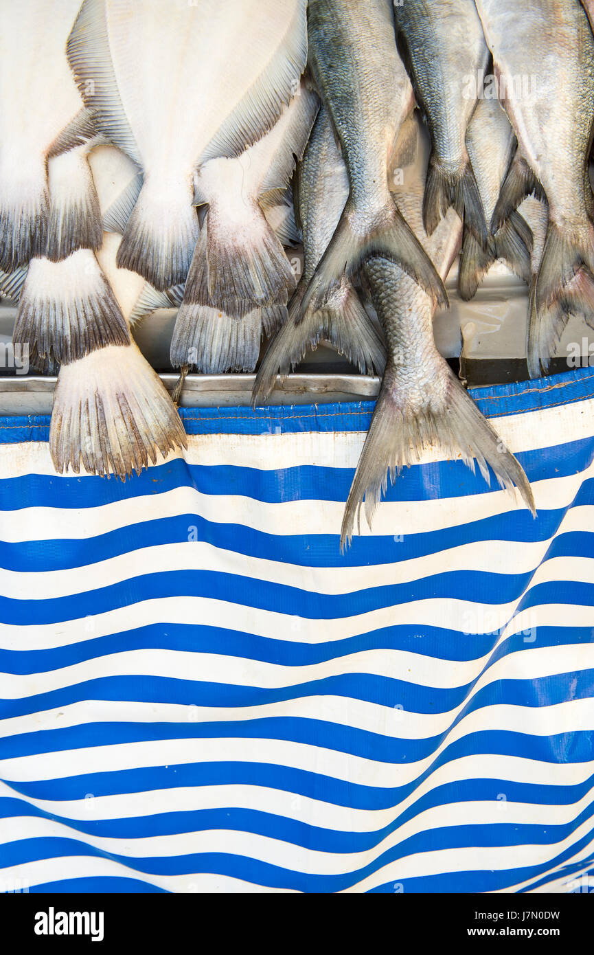Fish tails hang above blue stripes in a symbol of worldwide overfishing ...