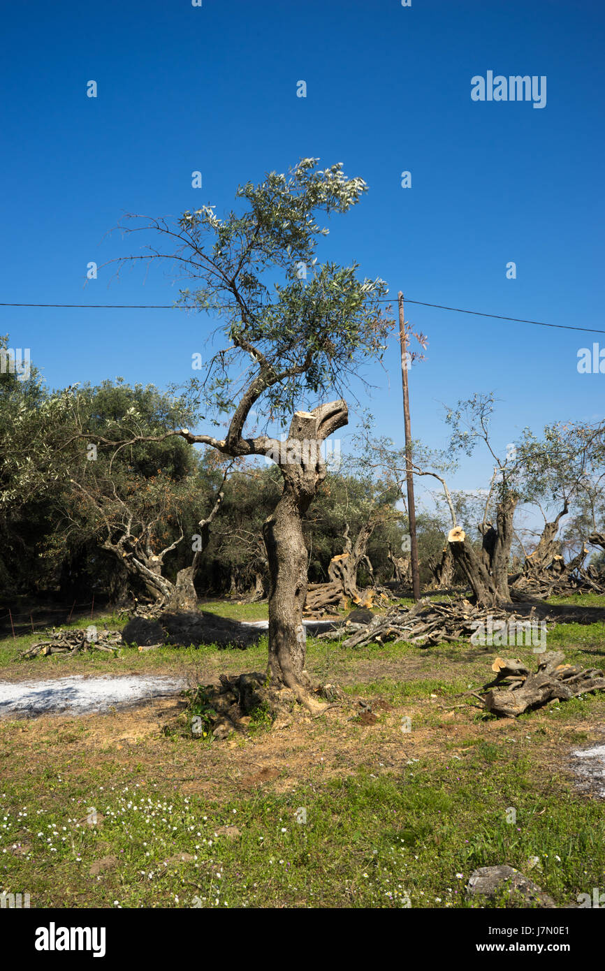 Pruned olive trees Stock Photo - Alamy