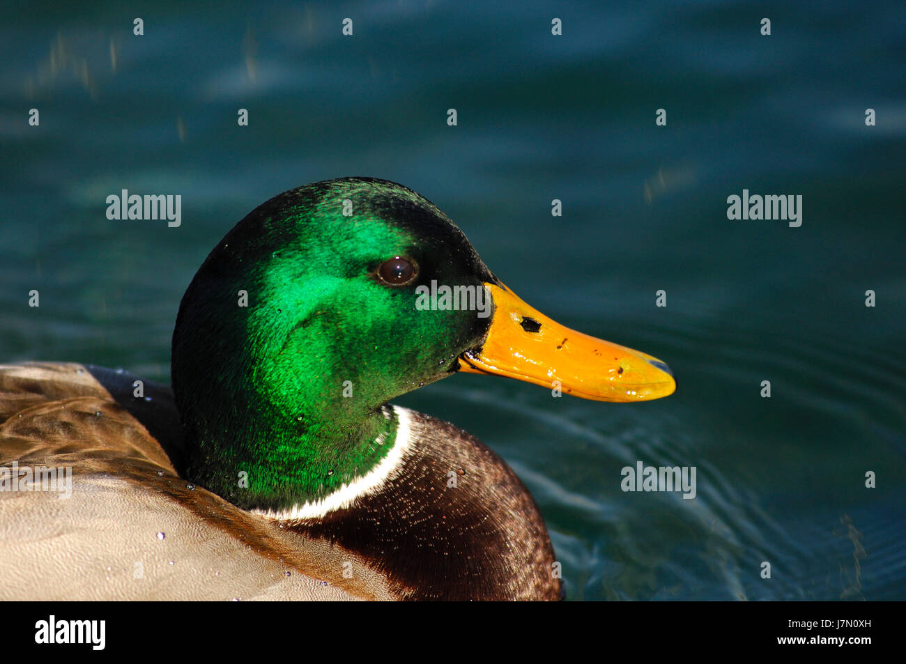 bird animals male masculine birds duck drake mallard profile waters ...