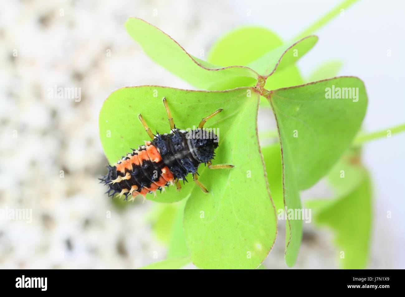insect conservation of nature spotted metamorphosis larva nascency ...