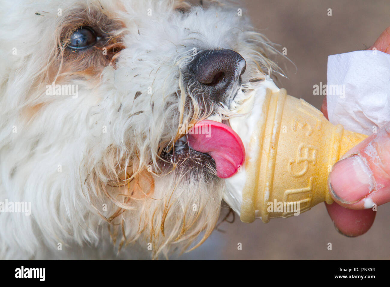 Adult male bichon frise dog hi-res stock photography and images - Alamy