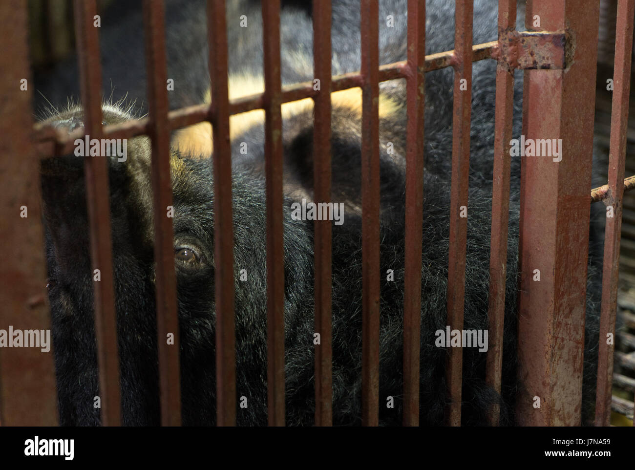 Black bile hi-res stock photography and images - Alamy