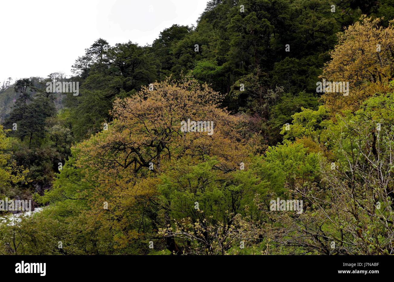 Gongshan. 25th May, 2017. Photo taken on May 25, 2017 shows the scenery ...