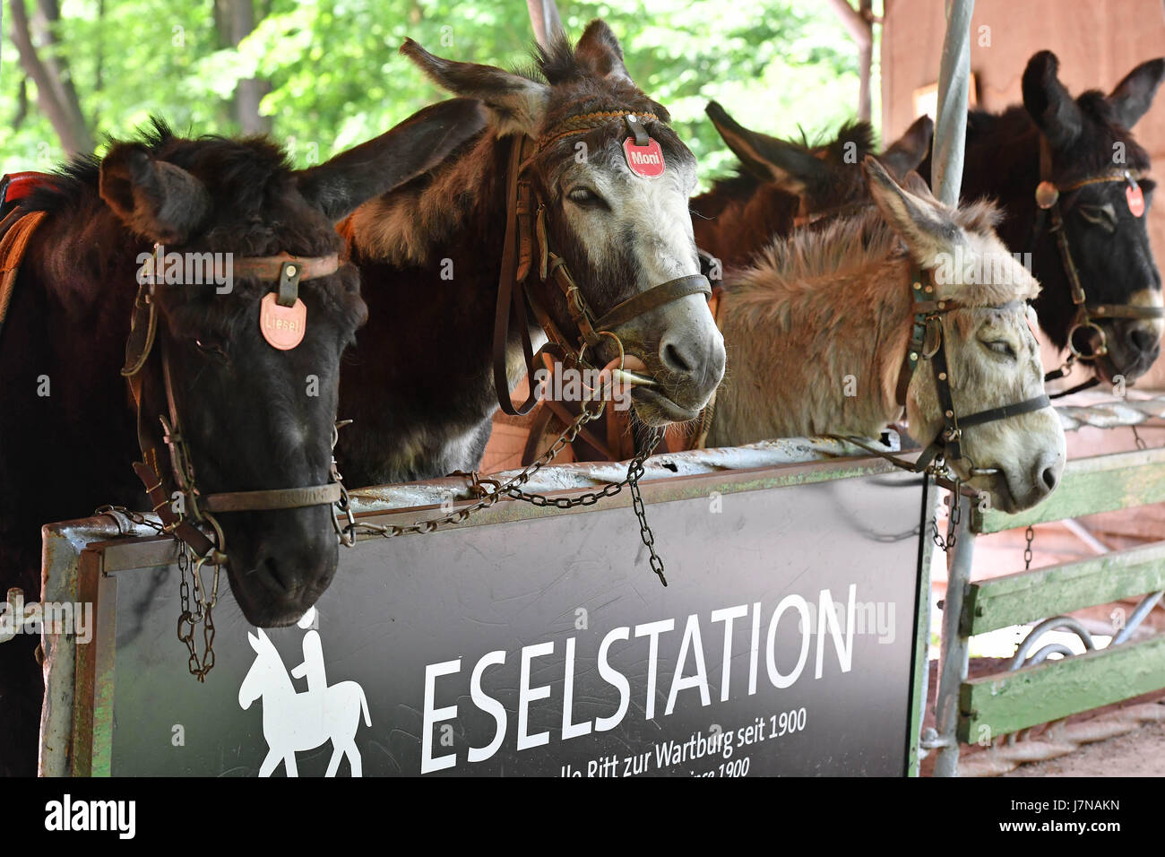 Eisenach, Germany. 23rd May, 2017. Donkeys waiting at the "Donkey ...