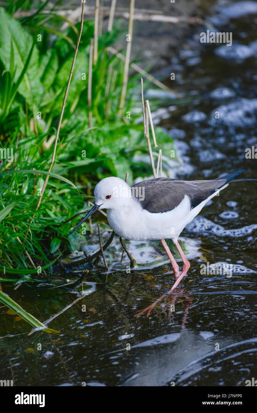 Beautiful long legged black winged stilt himantopus himantopus pied ...