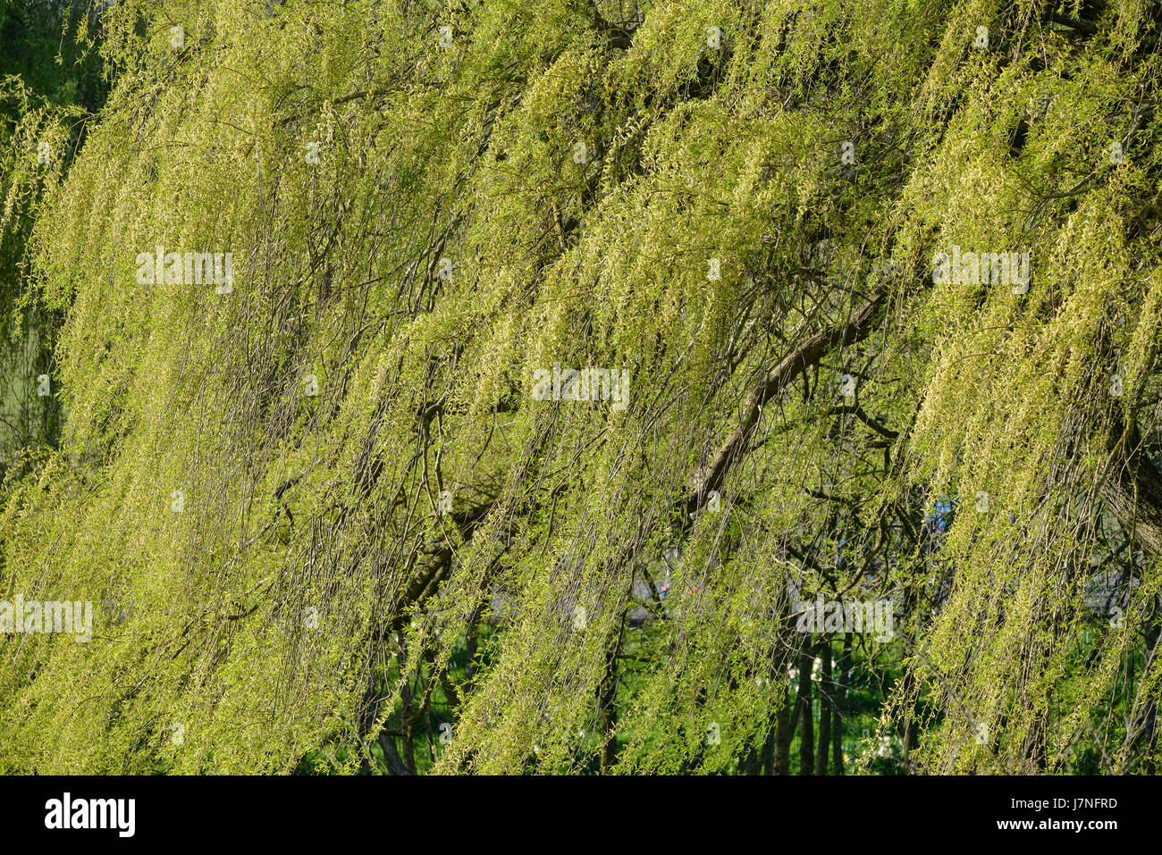 Beautiful colorful image of Willow tree Salix Albra in Spring sunlight ...