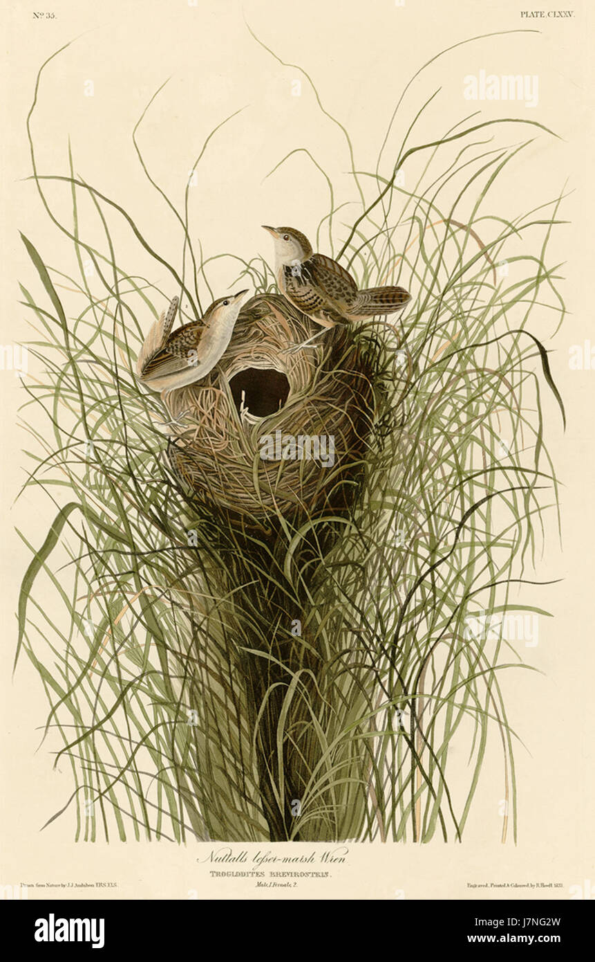 The image features a cropped view of Nuttall's Lesser Marsh Wren, a ...