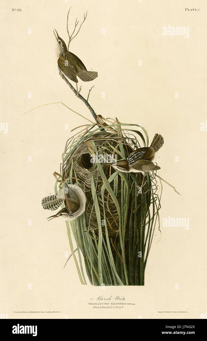 Map of wren hi-res stock photography and images - Alamy