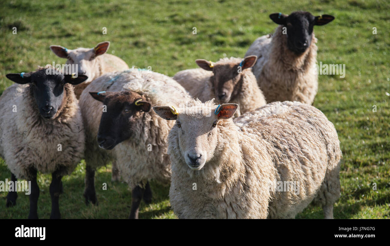 Sheep in Spring sunshine in English farm countryside landscape Stock ...
