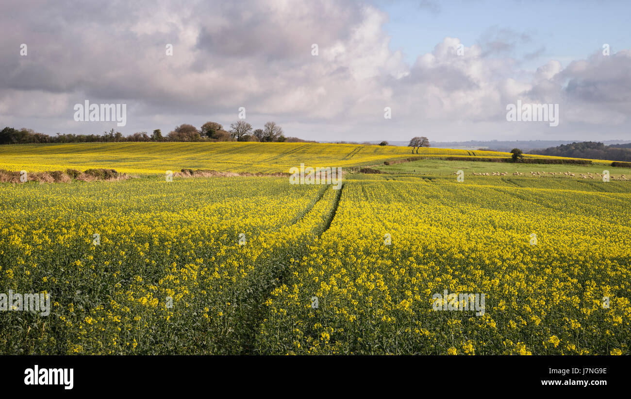 Beautiful agricultural English countryside landscape during early ...