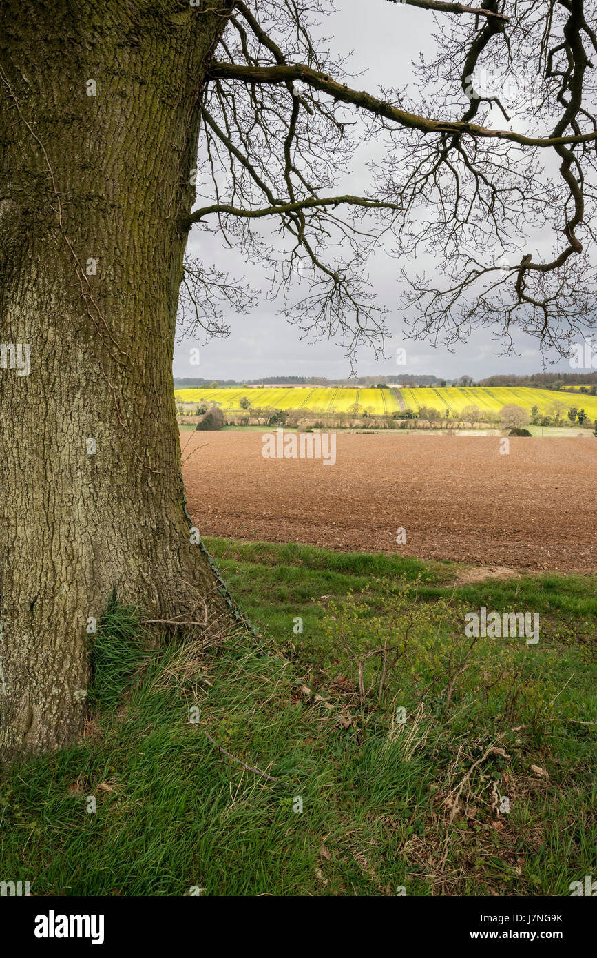 Beautiful agricultural English countryside landscape during early ...