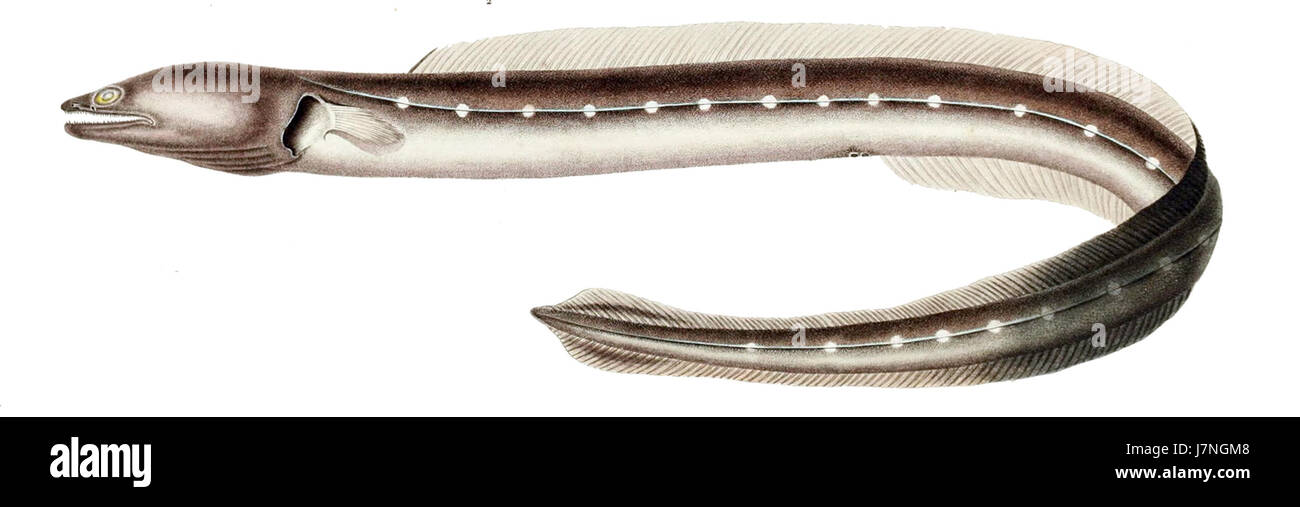 Conger eel species deep hi-res stock photography and images - Alamy