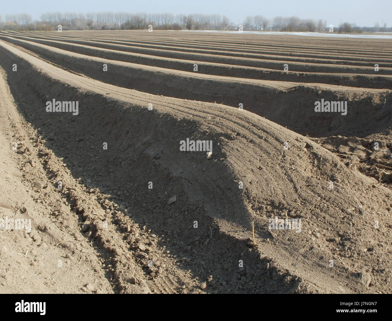 The image '20120314 Spargelfeld Reilingen' depicts a field of asparagus ...