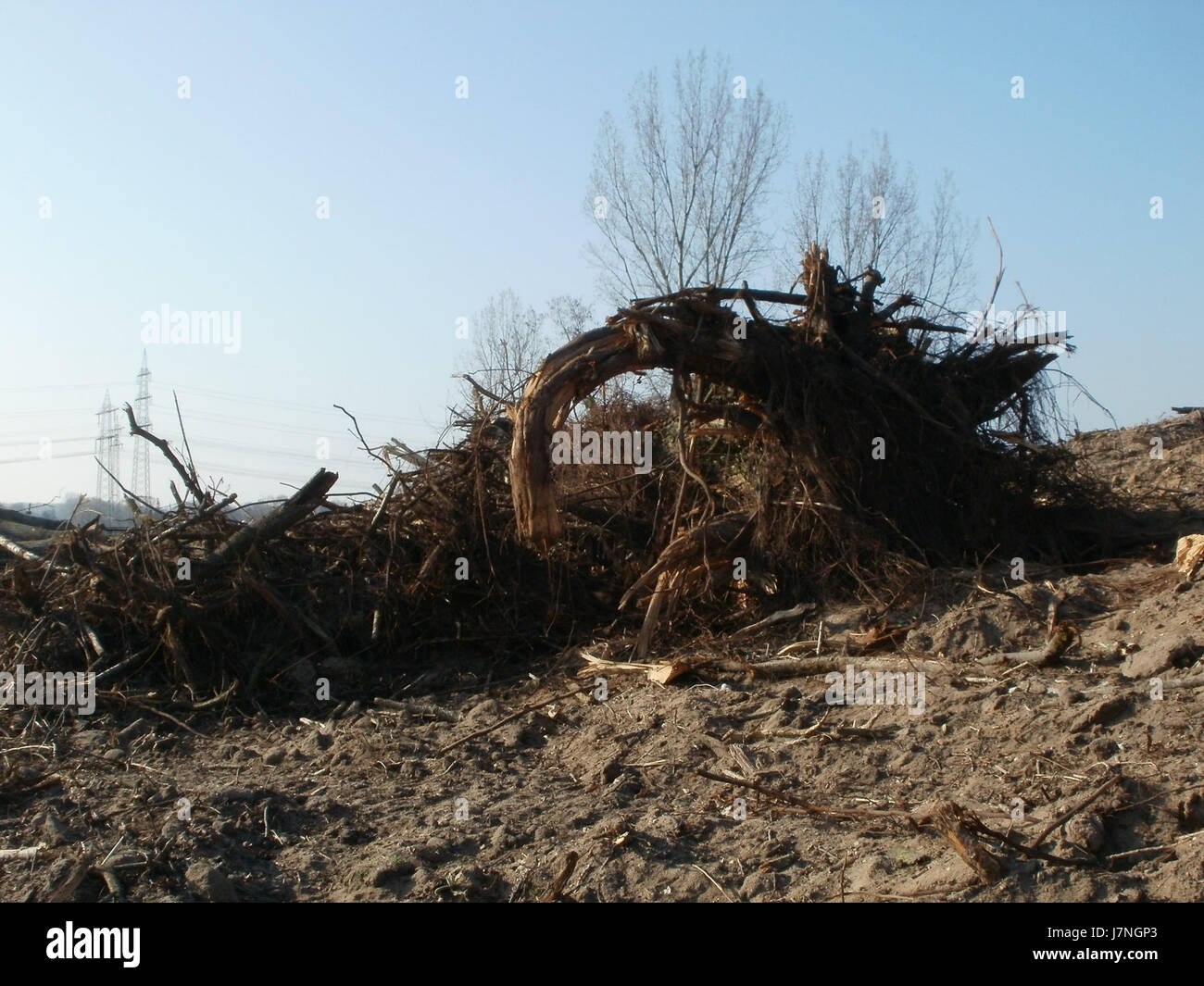 Radikahlschlag, a forestry technique, refers to a form of clear-cutting ...