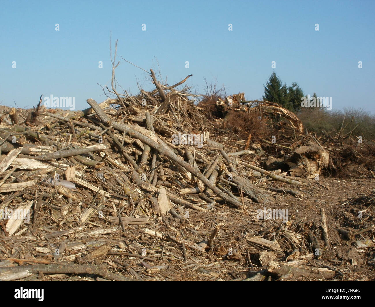 Clearing timber removal in hi-res stock photography and images - Alamy