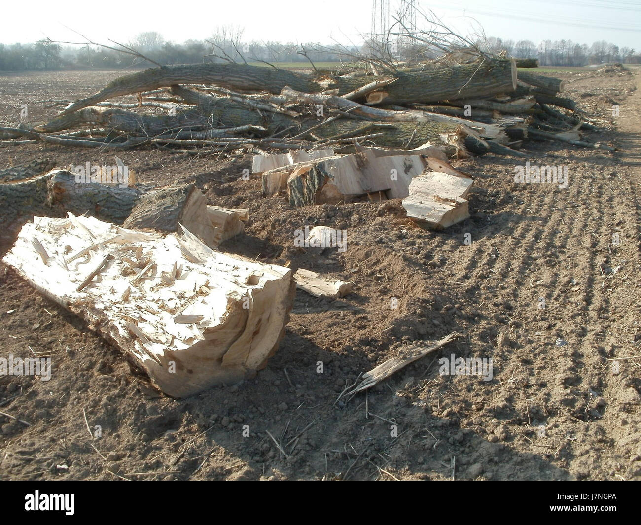 This image illustrates a clear-cutting operation, commonly referred to ...