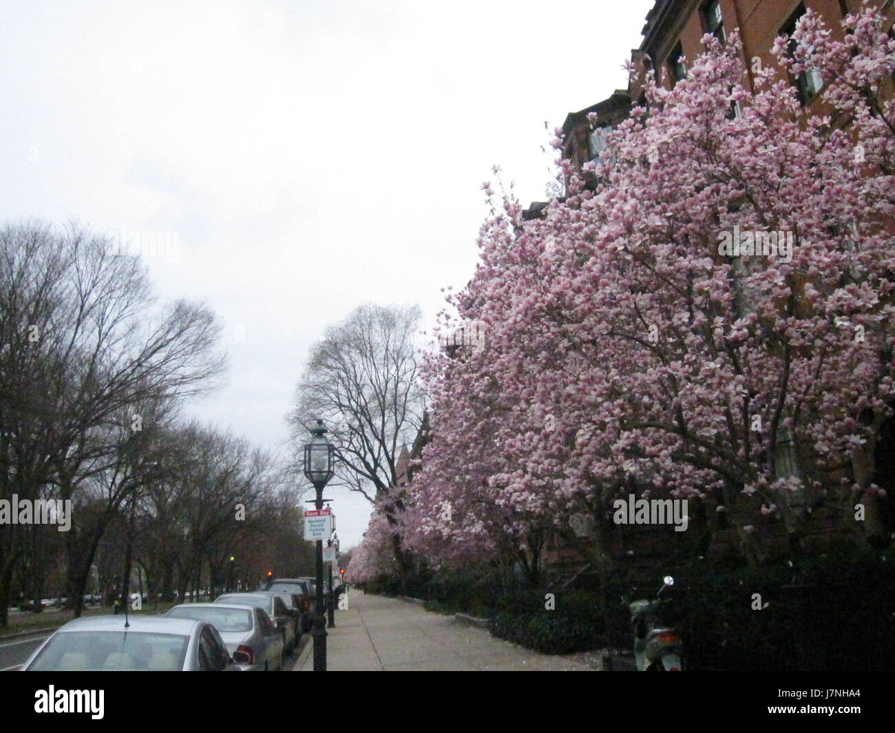 This photograph captures Commonwealth Avenue in Boston, Massachusetts ...