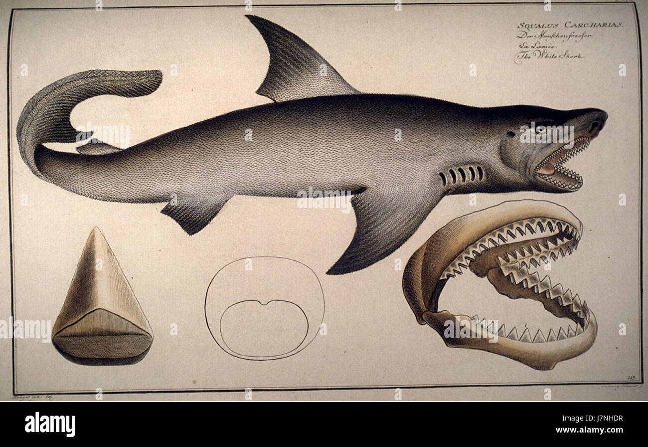 Carcharodon carcharias fish hi-res stock photography and images - Alamy