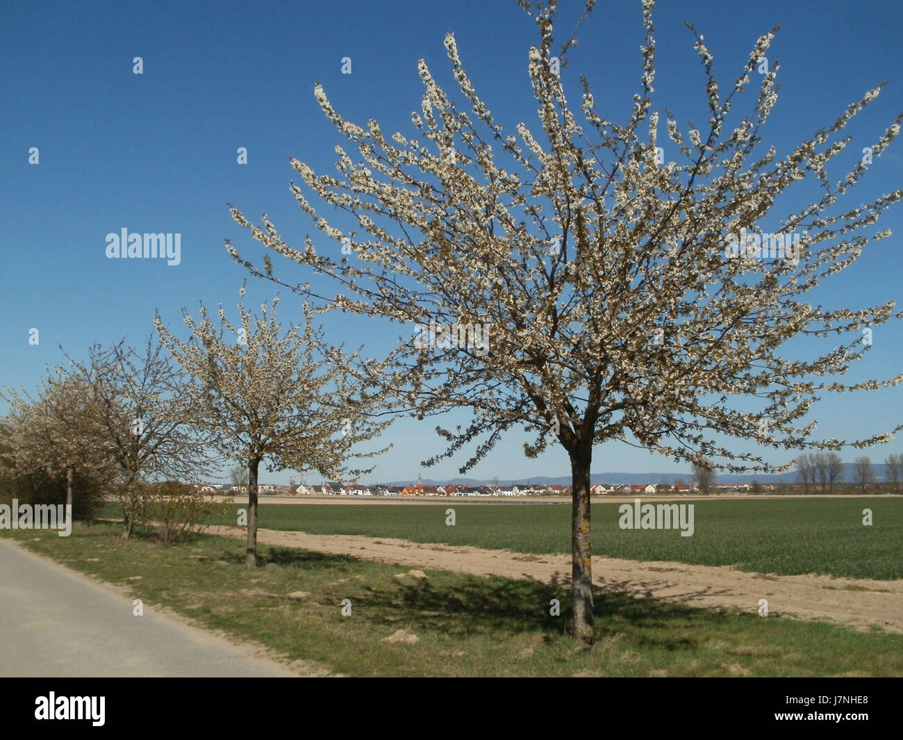 This image features the cherry blossom ('KirschblÃ¼te') in Reilingen ...