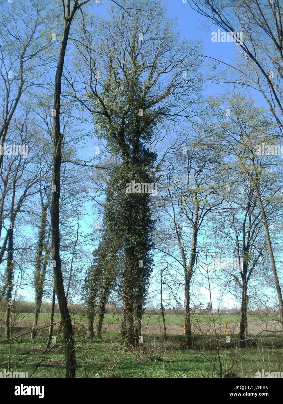 This photograph captures Baerlauch (wild garlic) in the Altlussheim ...