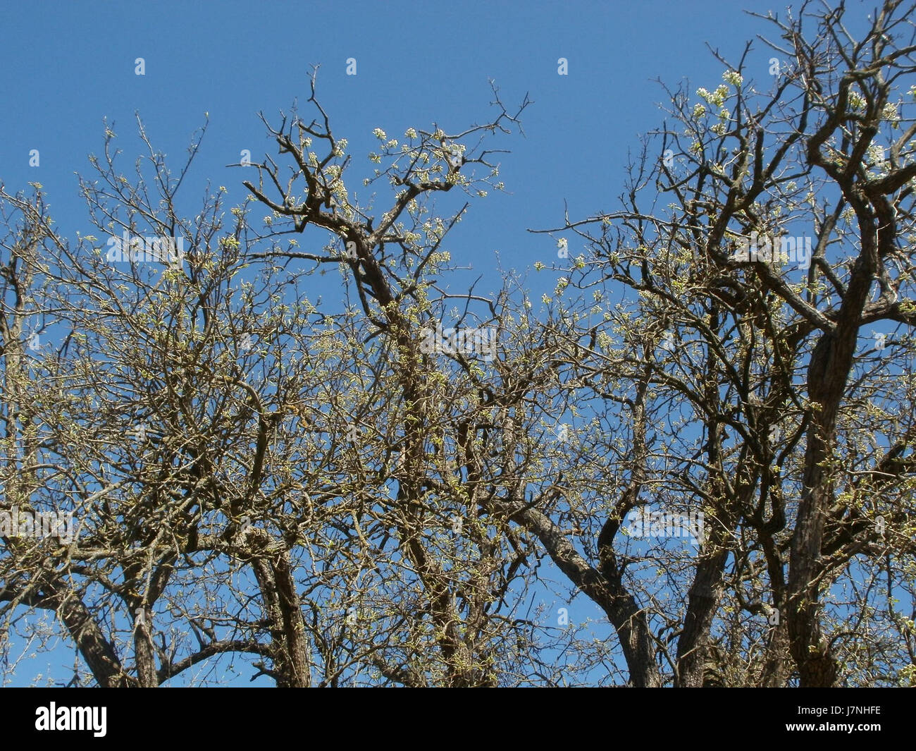 This image features Birnbaum in Altlussheim, Germany, a notable area ...