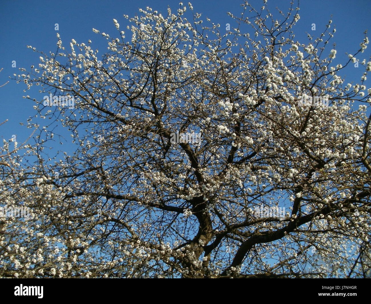 This photograph captures the Streuobstwiese, an orchard in Altlussheim ...