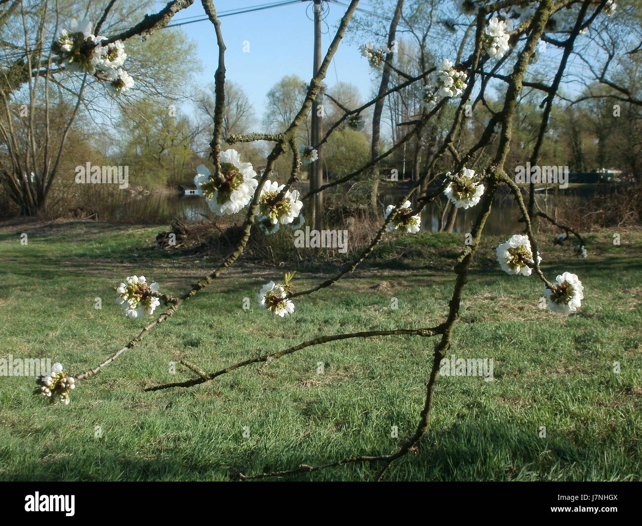 The Streuobstwiese Altlussheim, a traditional orchard in Germany, is a ...