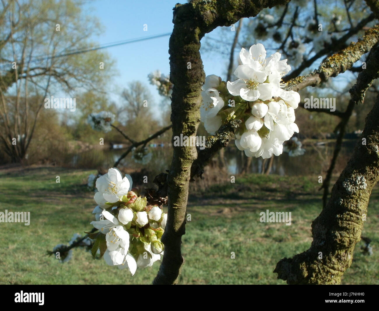 The image refers to a traditional orchard in Altlussheim, Germany ...