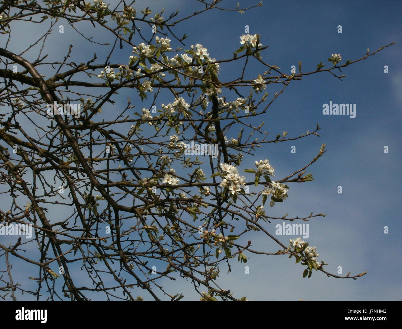 This image depicts the Hockenheimer Rheinbogen, a region along the ...