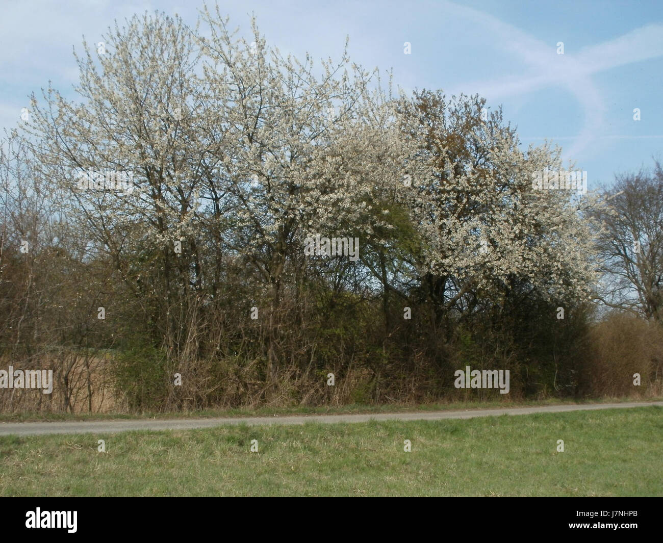 20120402Kirschbluete Hockenheimer Rheinbogen12 Stock Photo - Alamy