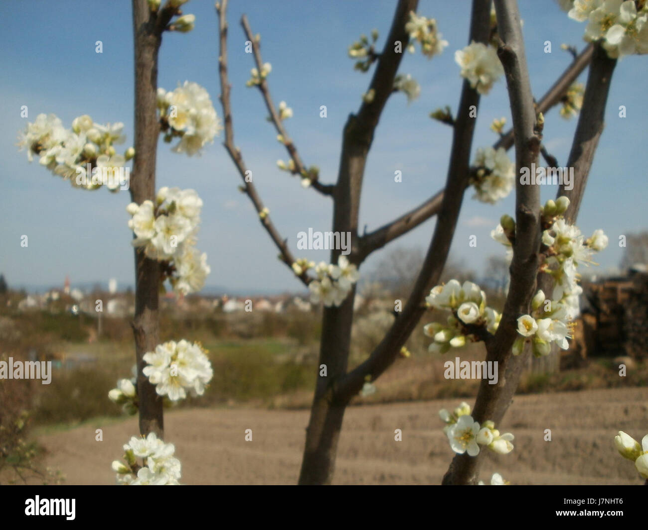 This image captures the Streuobstwiese (traditional orchard) in ...