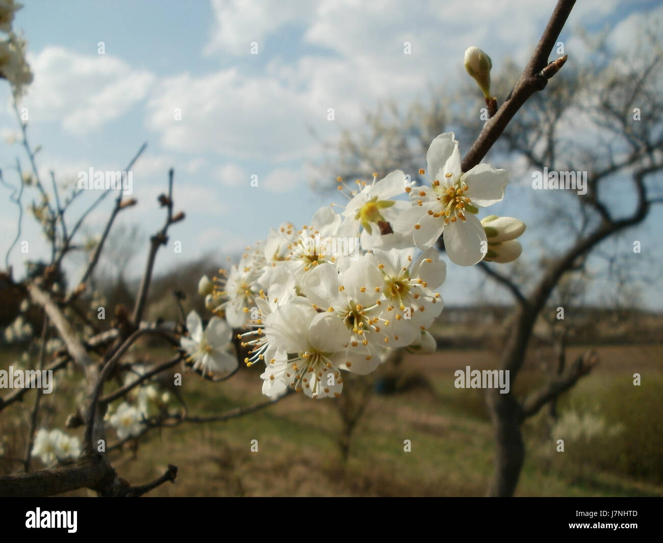 The 'Streuobstwiese Oftersheim' refers to a traditional orchard in ...