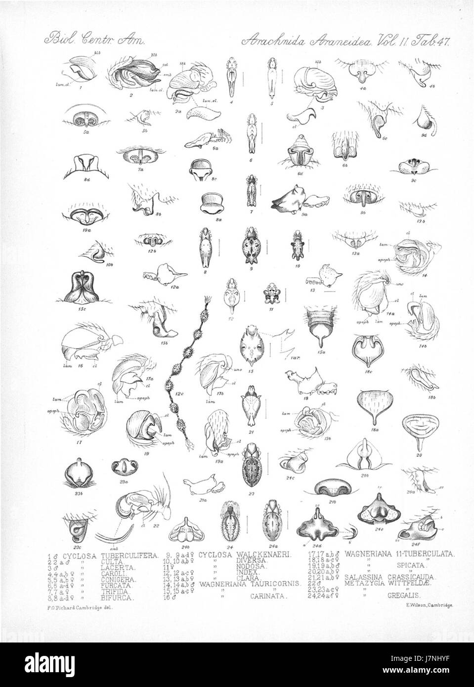 Specific types of spiders hi-res stock photography and images - Alamy